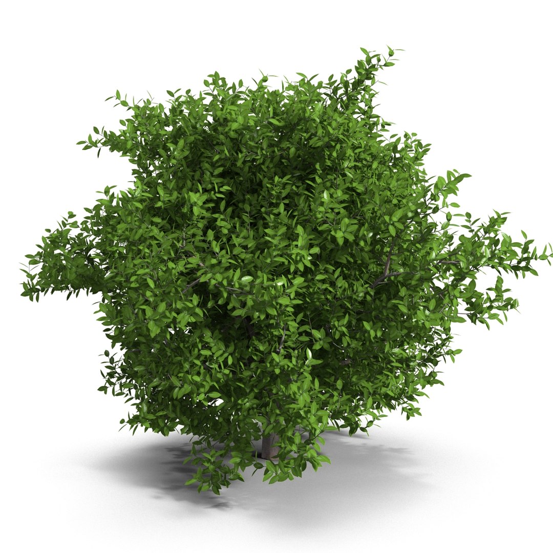Lime Tree 3d Max