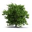 Lime Tree 3d Max