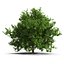 Lime Tree 3d Max