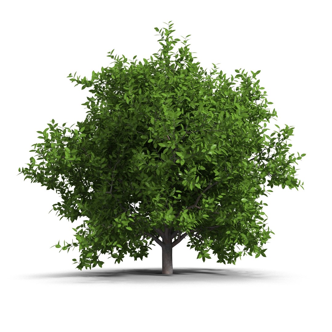 Lime Tree 3d Max
