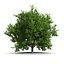 Lime Tree 3d Max