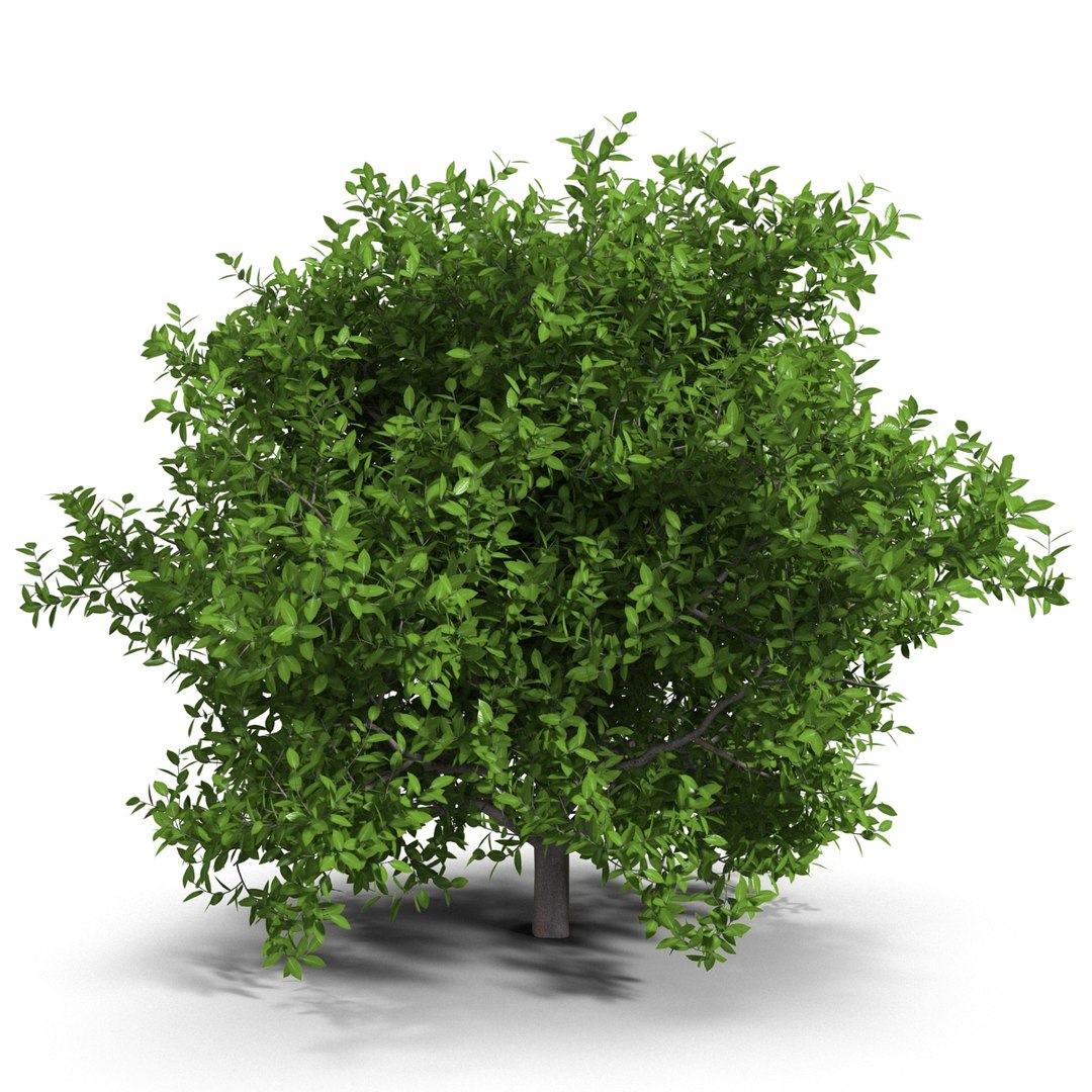 Lime Tree 3d Max