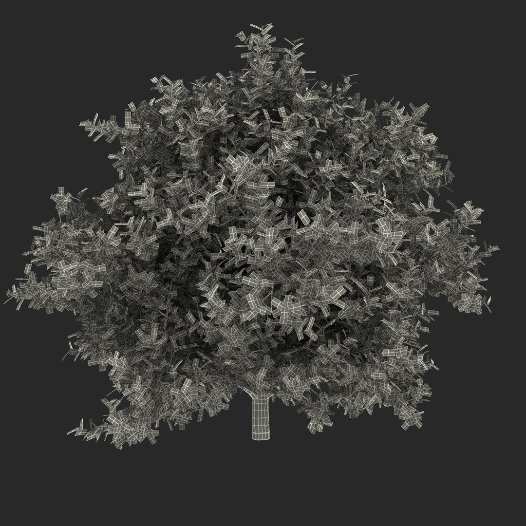Lime Tree 3d Max