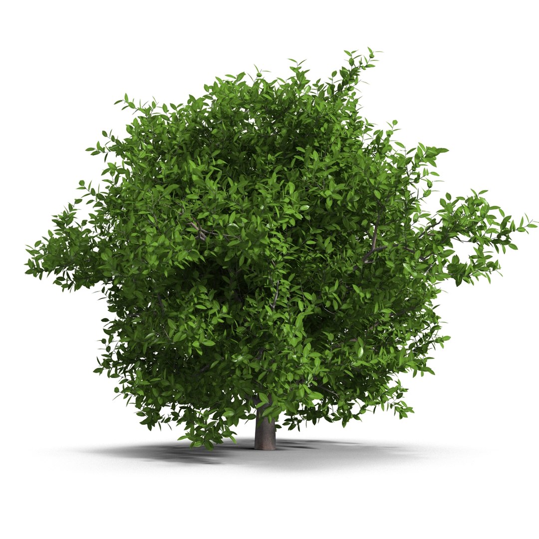 Lime Tree 3d Max