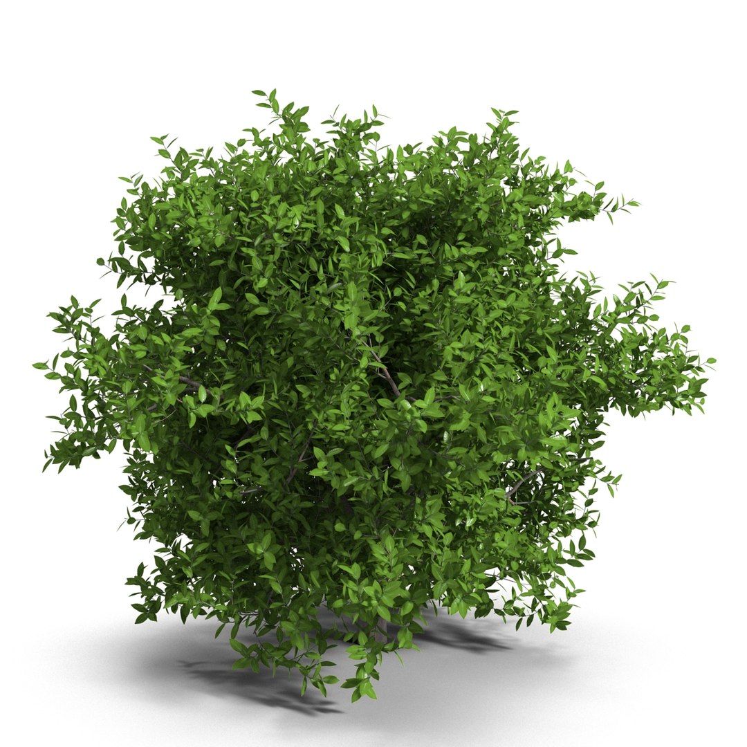 Lime Tree 3d Max