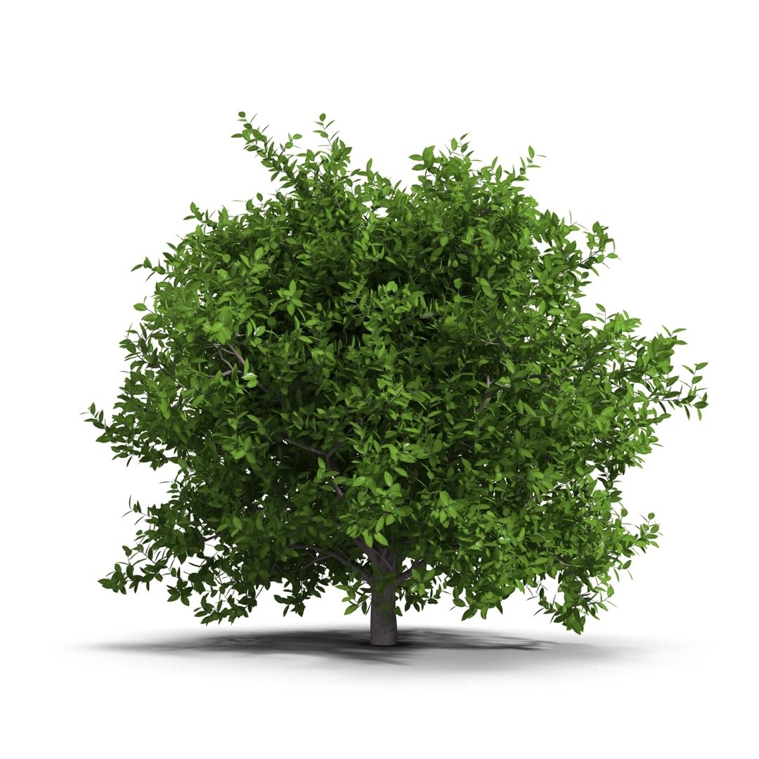 Lime Tree 3d Max