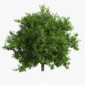 Download Free & Premium Lime Tree 3D Models | TurboSquid