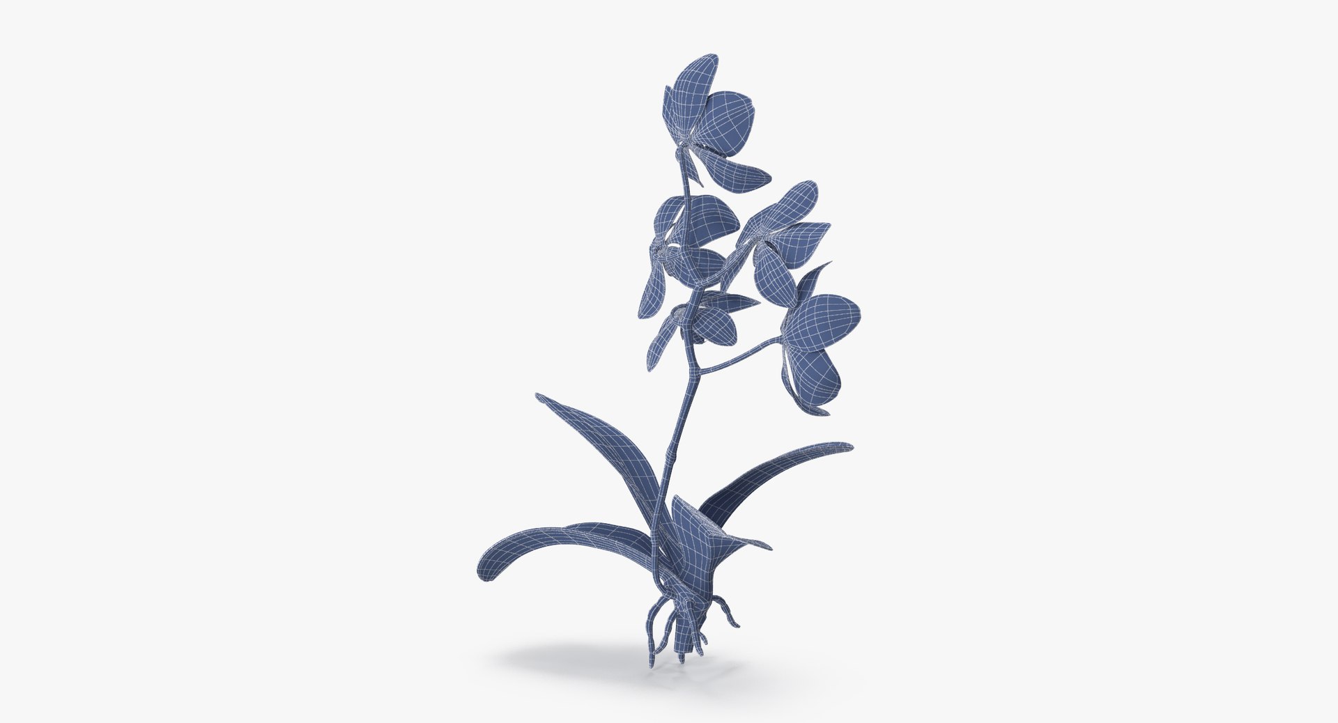 3d Orchid Standing