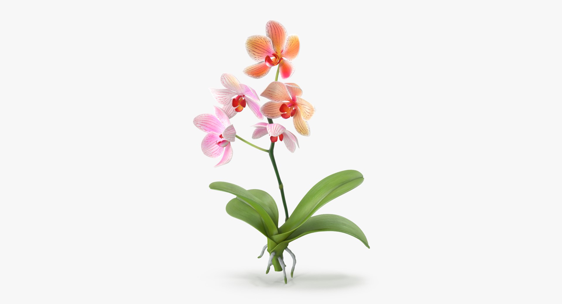 3d orchid standing