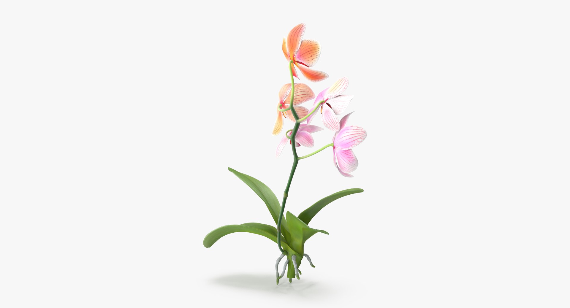 3d Orchid Standing