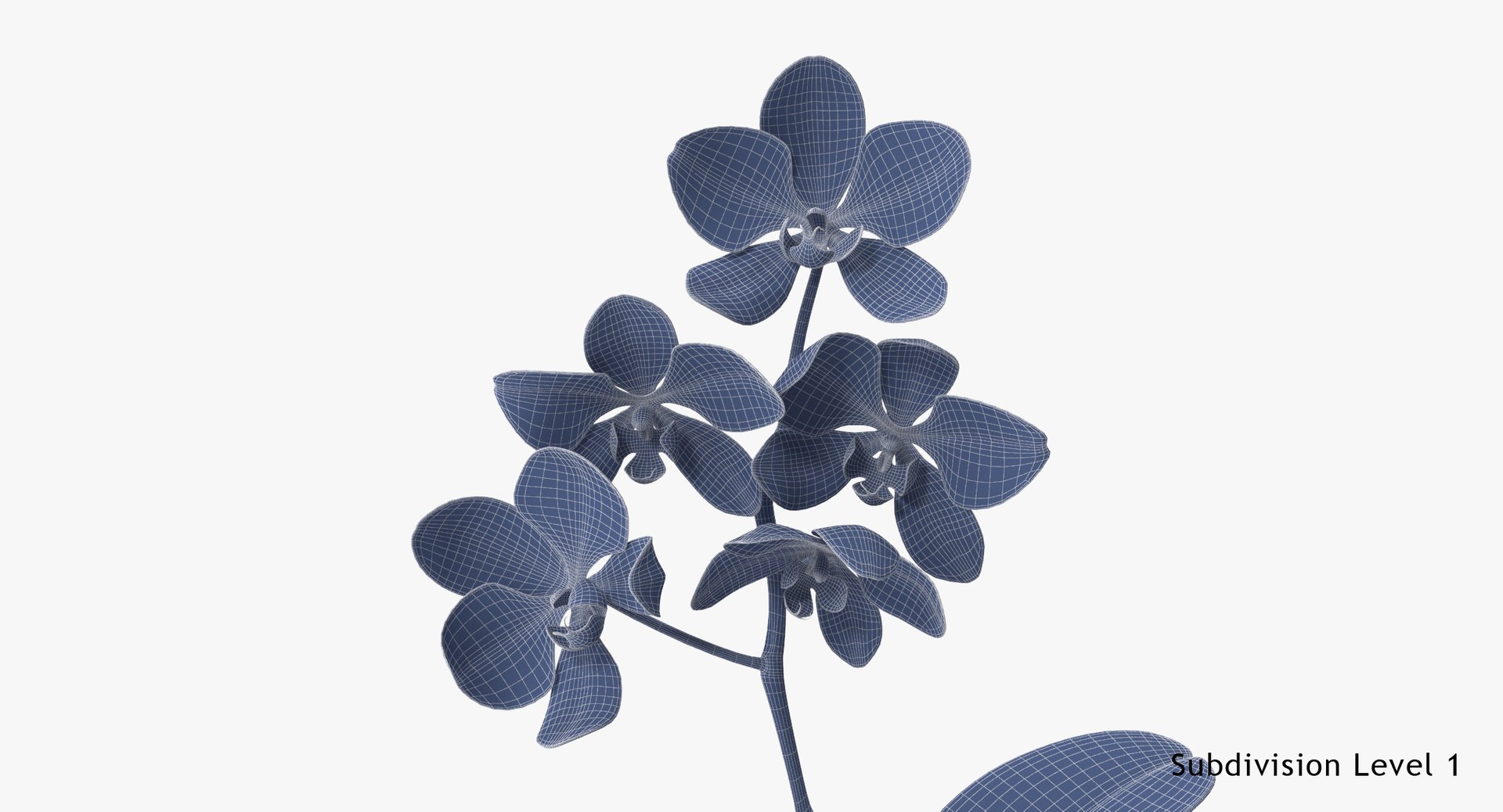 3d orchid standing