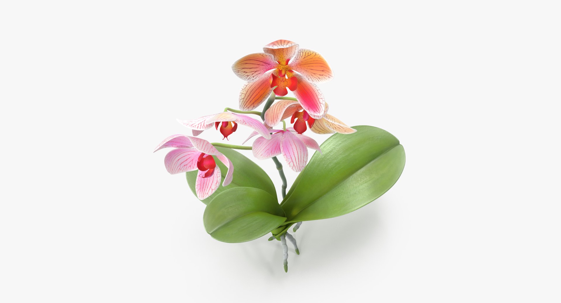 3d Orchid Standing