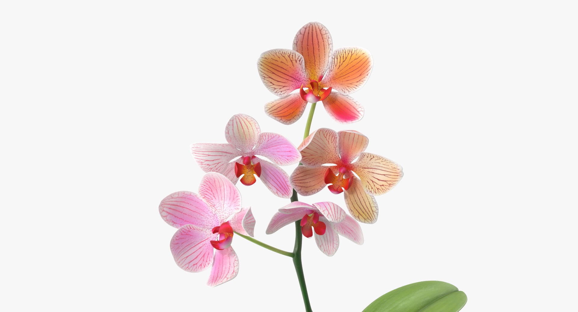 3d Orchid Standing
