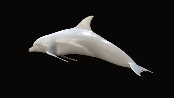 3D beautiful common bottlenose dolphin model - TurboSquid 1476607