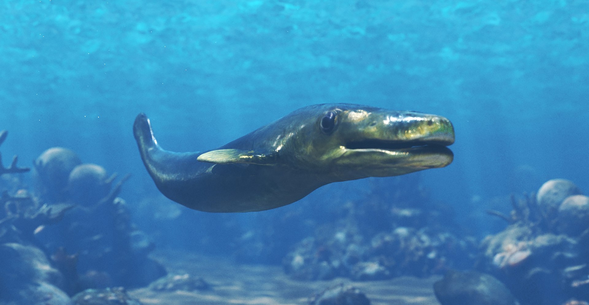 3D Fish Marine Life Pack - TurboSquid 2337886