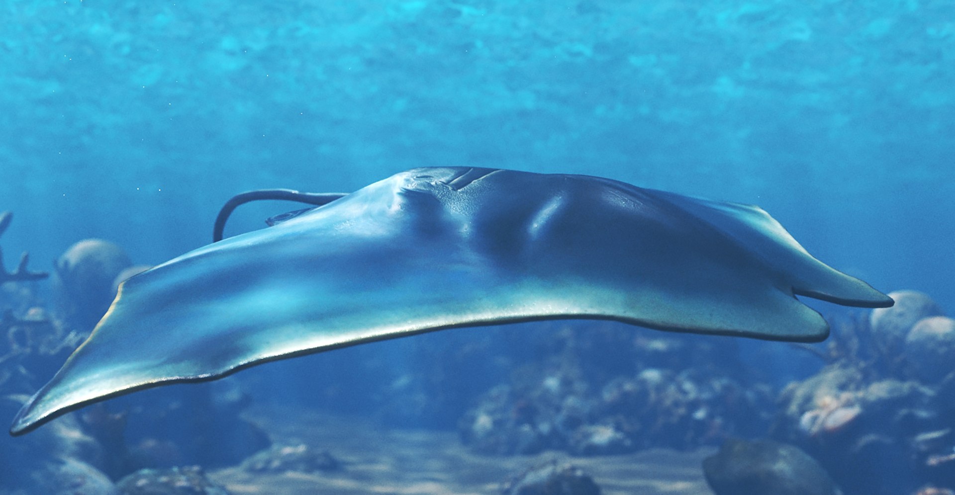 3D Fish Marine Life Pack - TurboSquid 2337886
