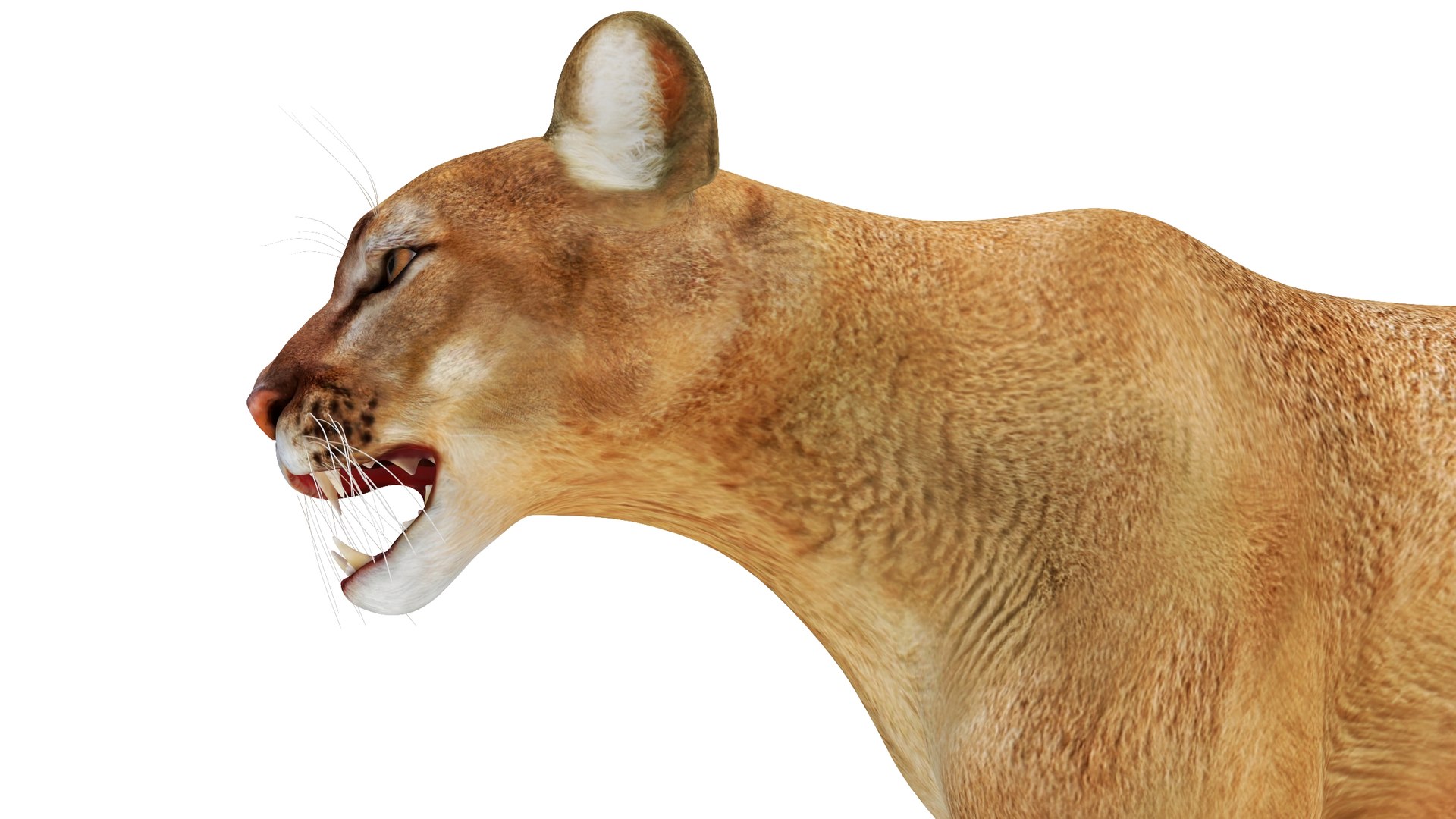 Snarling Puma Model - TurboSquid 2230666