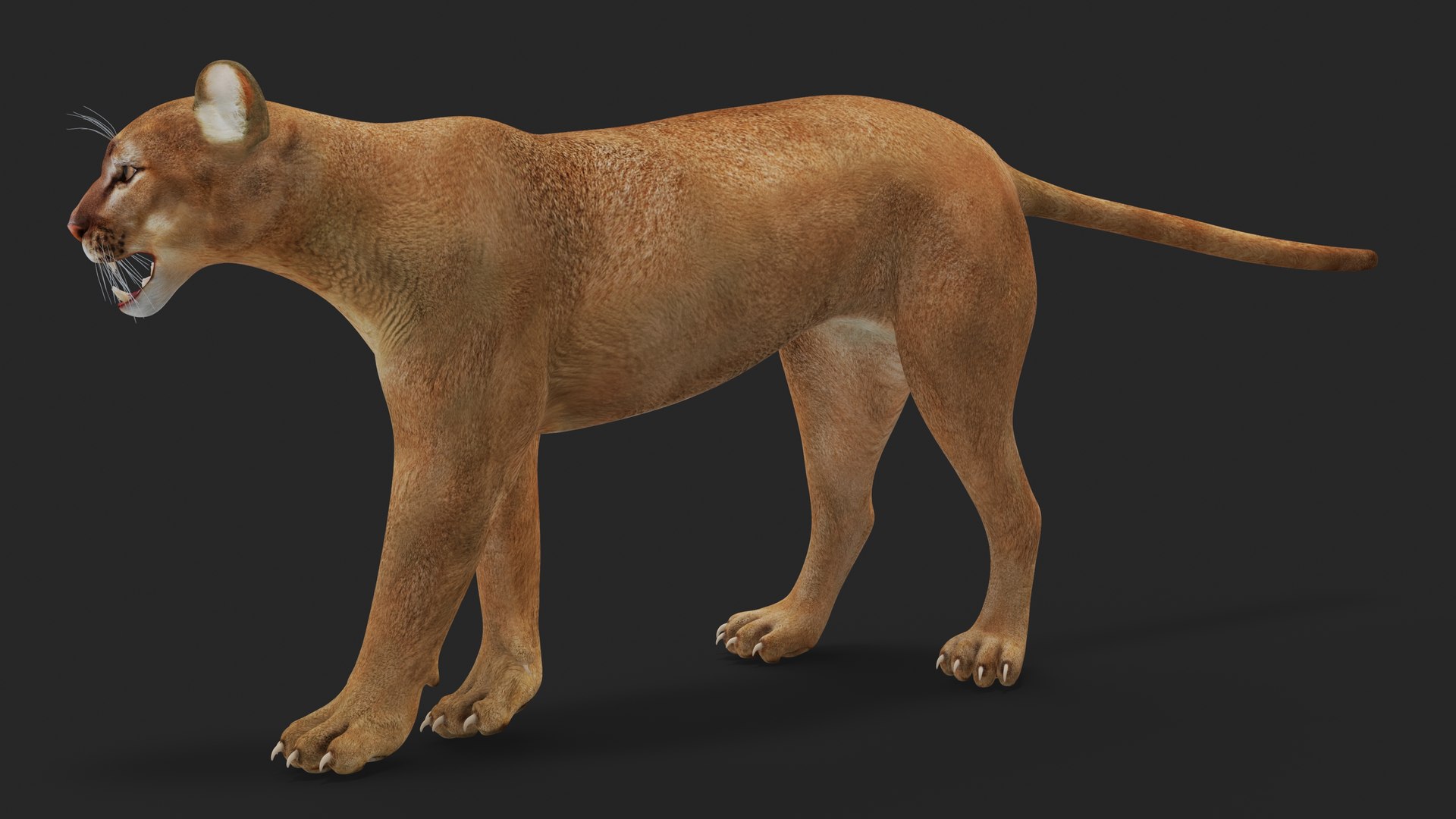 Snarling Puma Model - TurboSquid 2230666