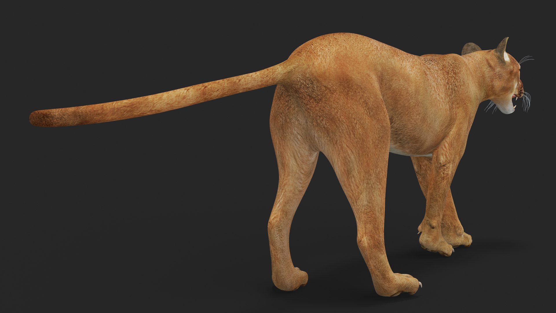 Snarling Puma Model - TurboSquid 2230666