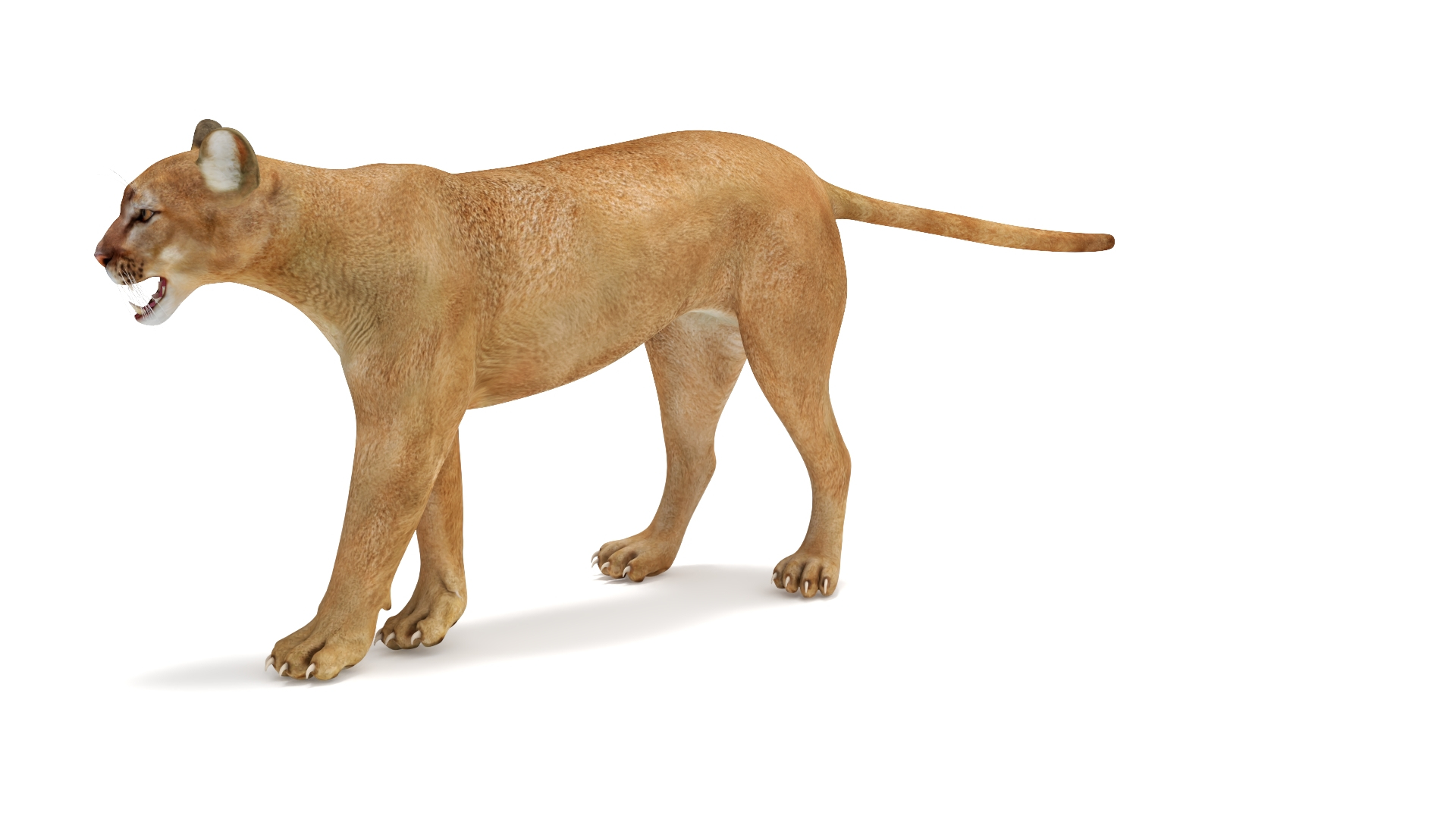 Snarling Puma Model - TurboSquid 2230666