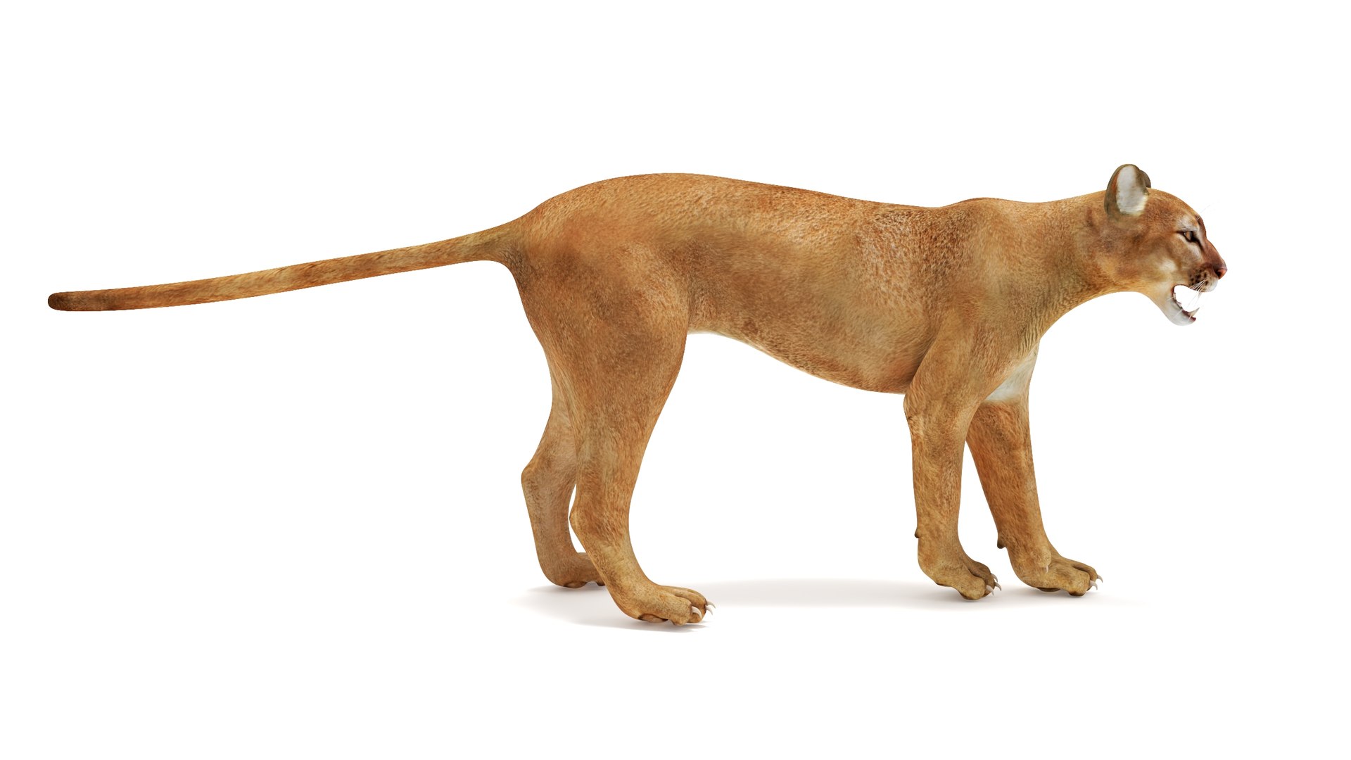 Snarling Puma Model - TurboSquid 2230666