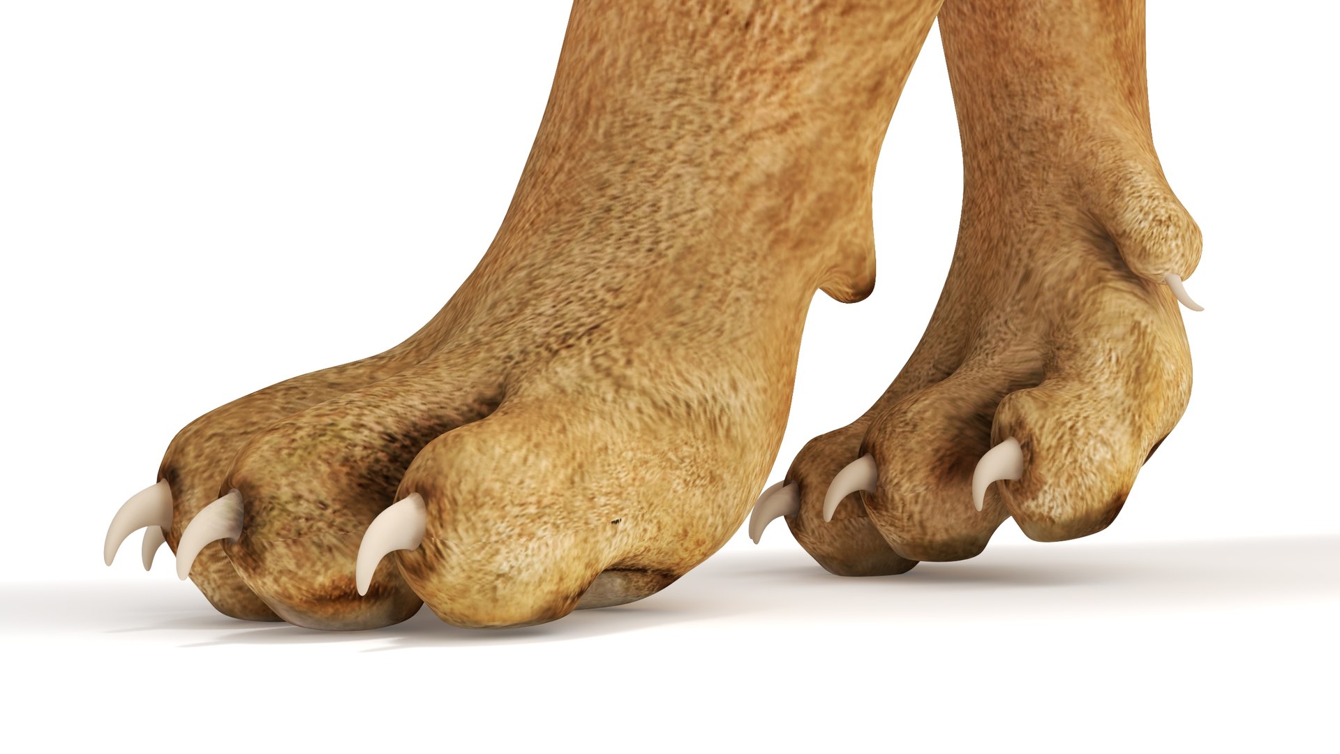 Snarling Puma Model - TurboSquid 2230666