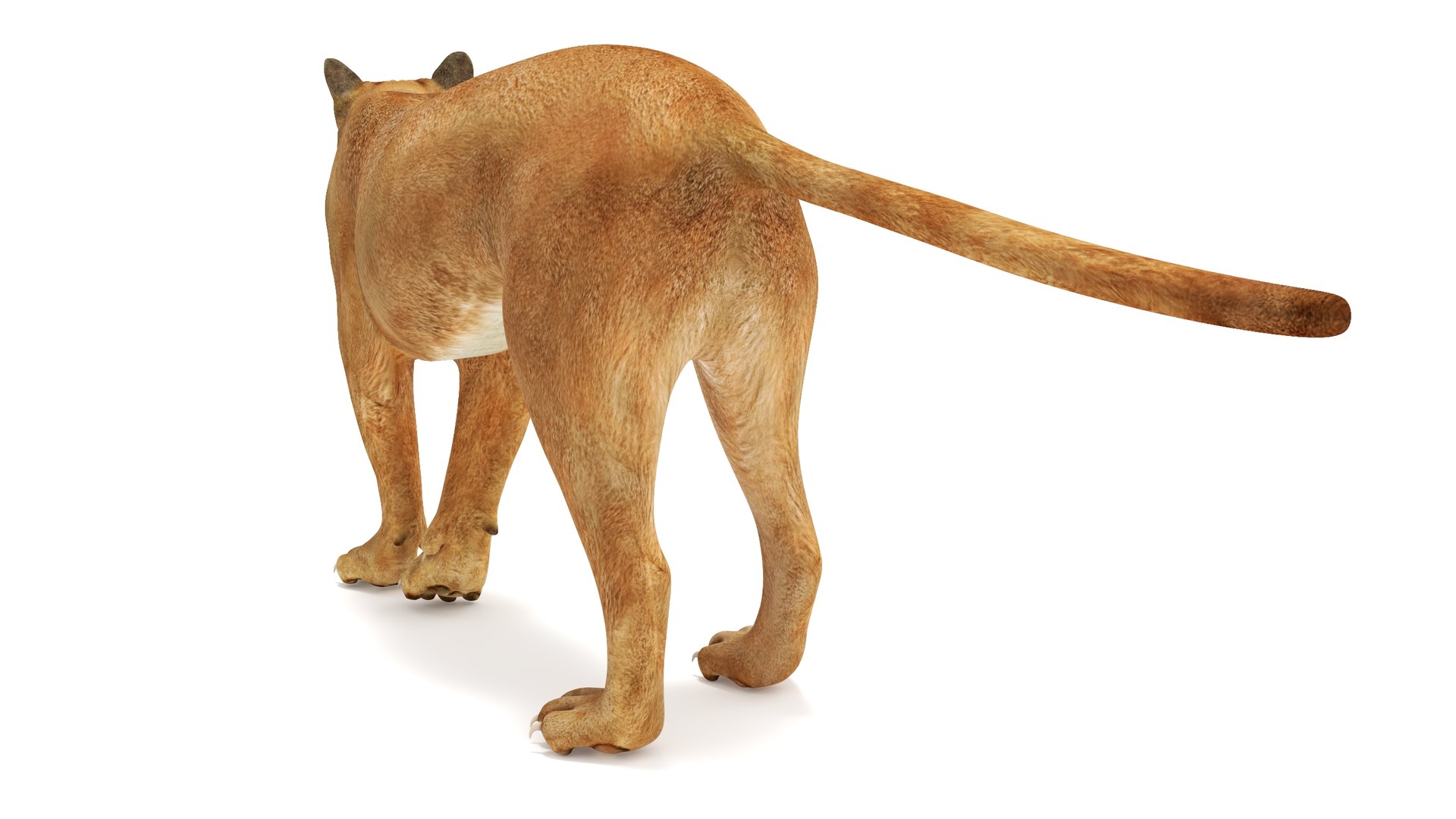 Snarling Puma Model - TurboSquid 2230666