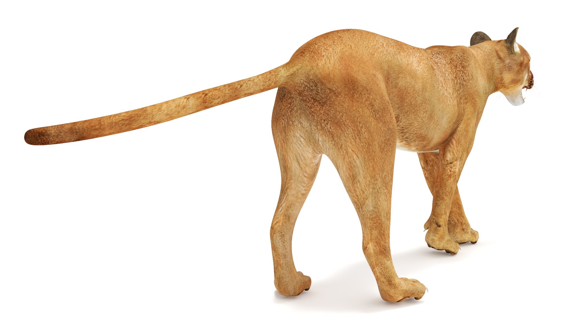 Snarling Puma Model - TurboSquid 2230666