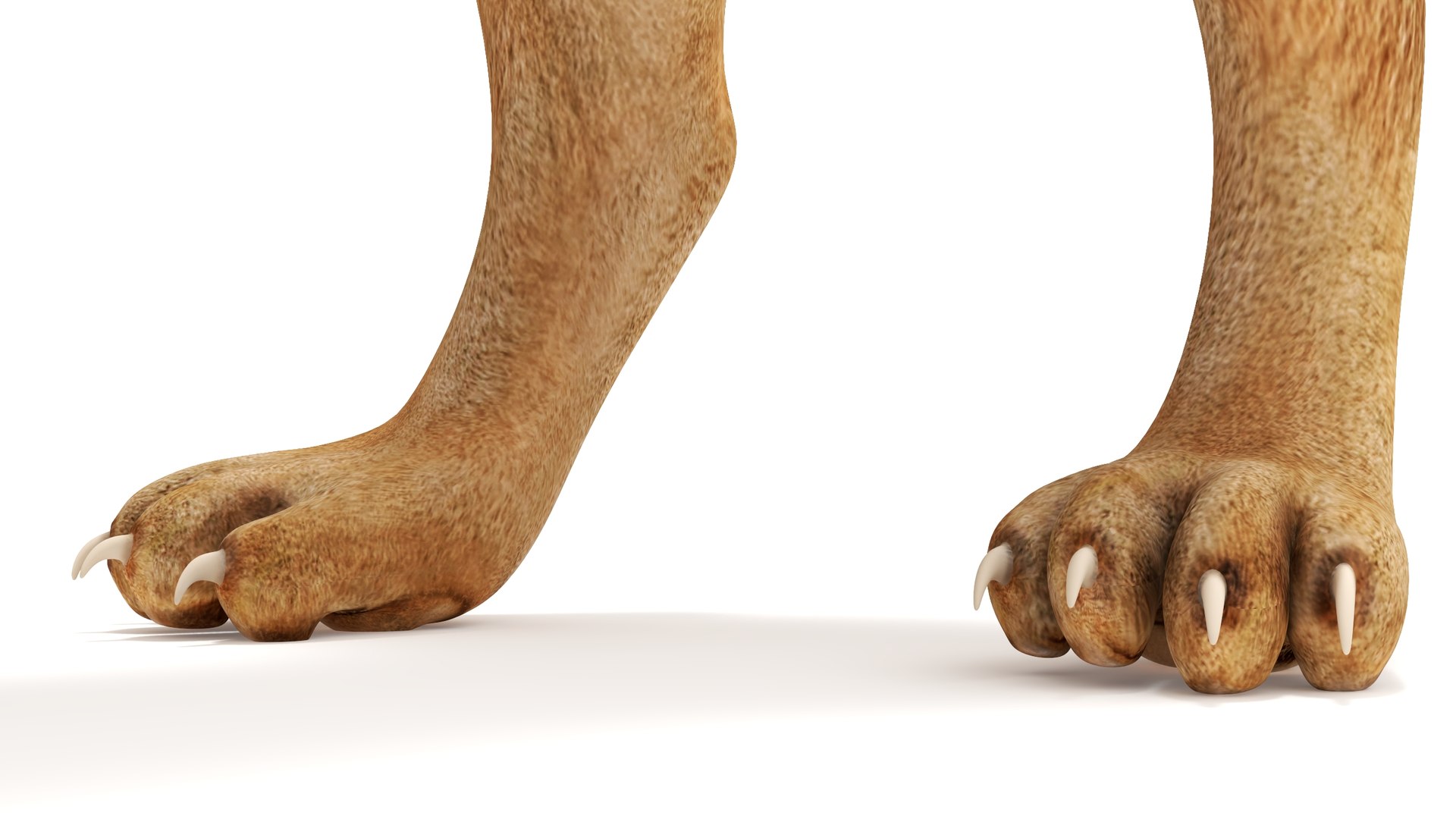 Snarling Puma Model - TurboSquid 2230666