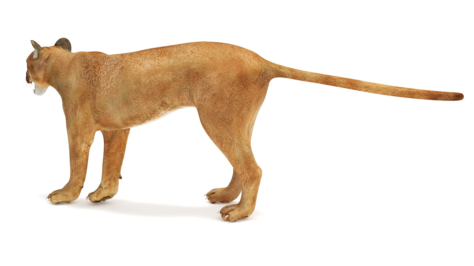 Snarling Puma Model - TurboSquid 2230666