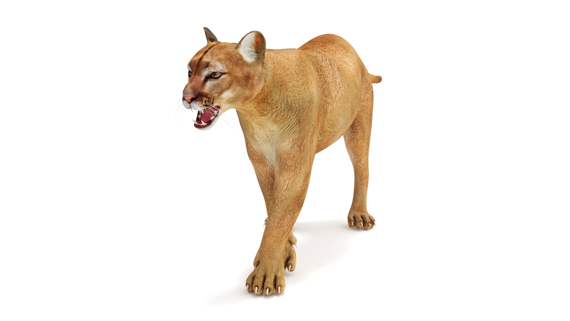 Snarling Puma Model - TurboSquid 2230666