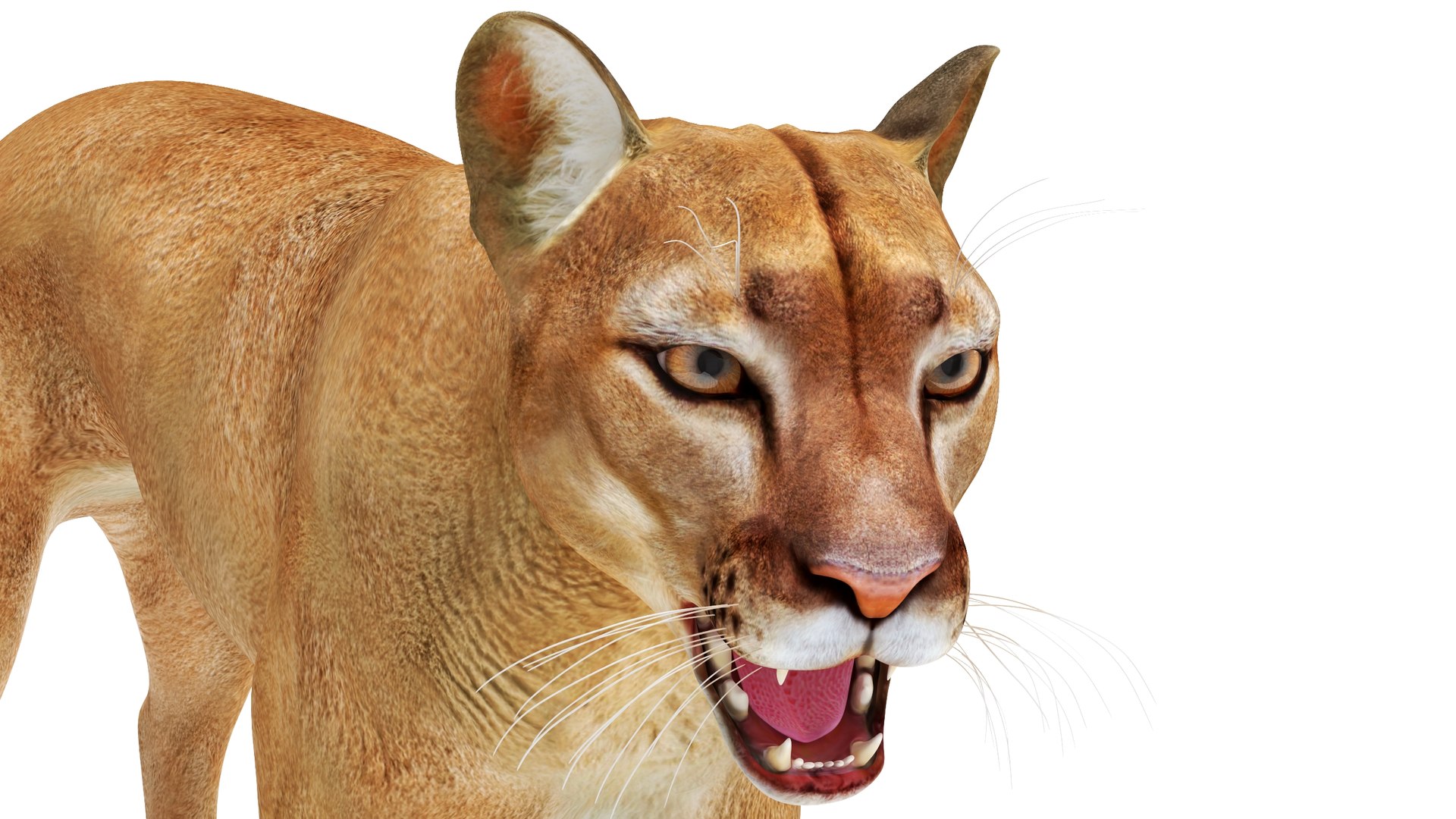 Snarling Puma Model - TurboSquid 2230666