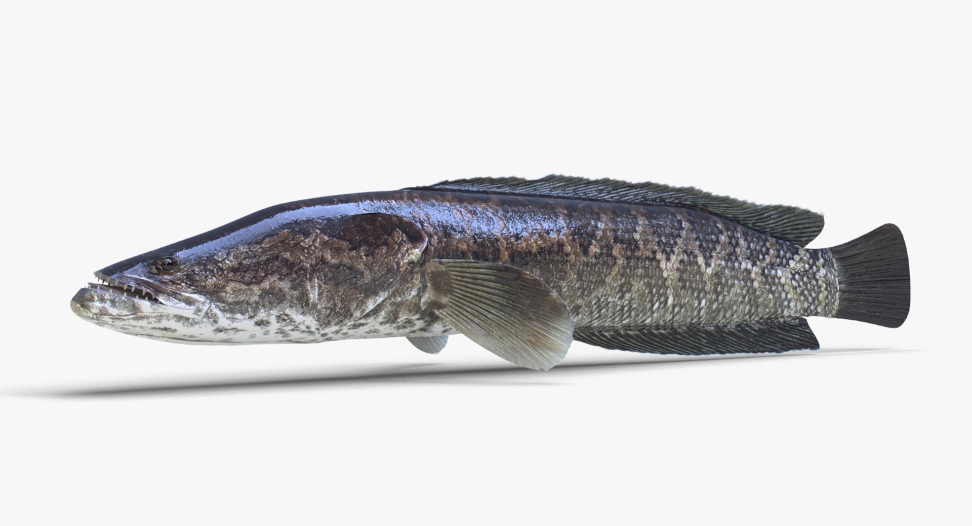 3D Fish Snakehead - TurboSquid 1384789