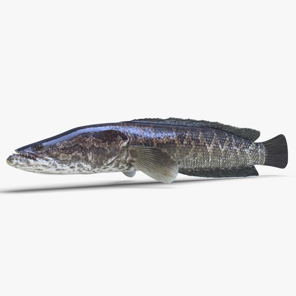 3D Snakehead Models | TurboSquid
