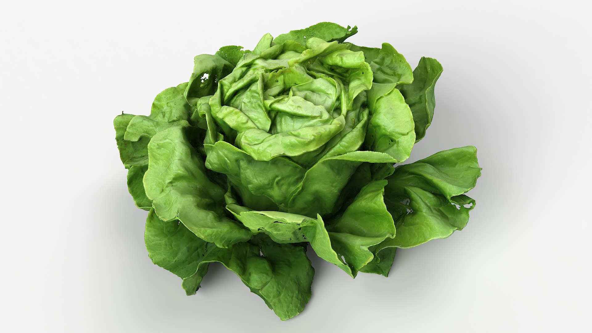 3D Salad Head 12 Model - TurboSquid 2106220