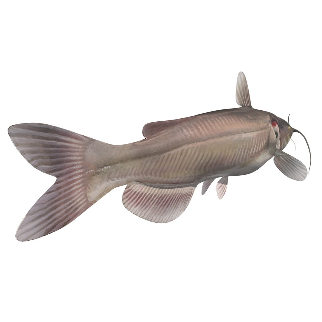 Realistic Channel Catfish 3d 3ds