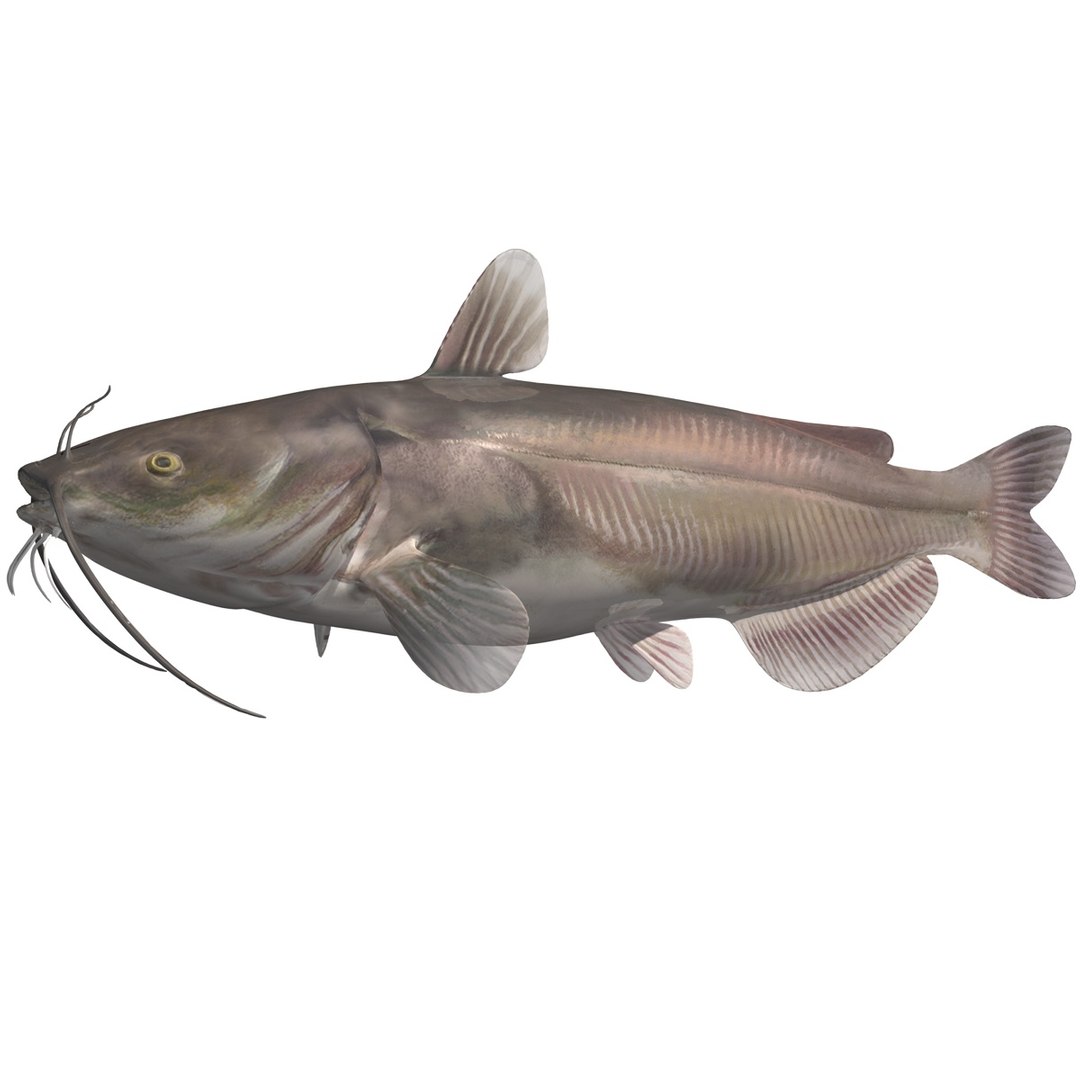 Realistic Channel Catfish 3d 3ds