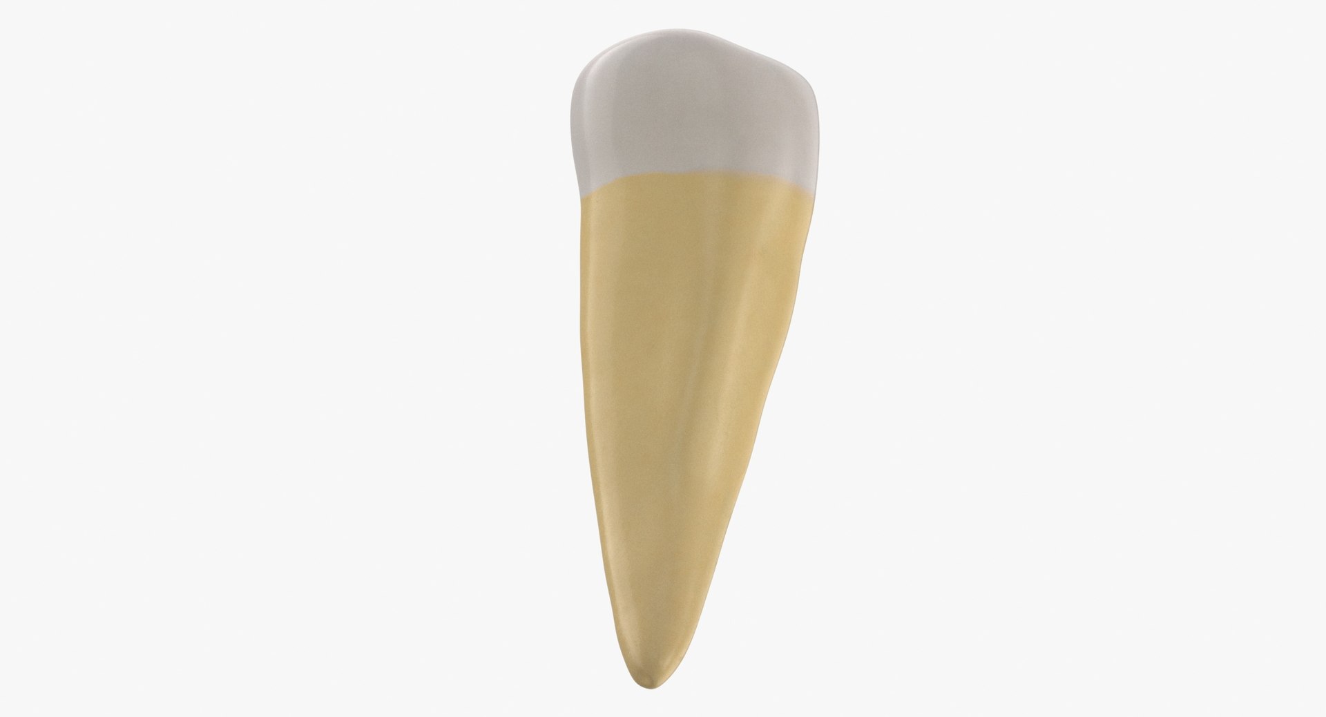 Second Premolar Lower Jaw 3D Model - TurboSquid 1573511