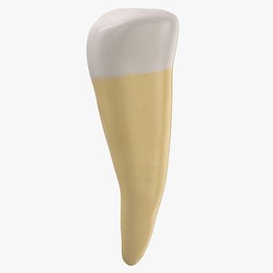 3D Premolar Models - Browse & Download Formats - TurboSquid