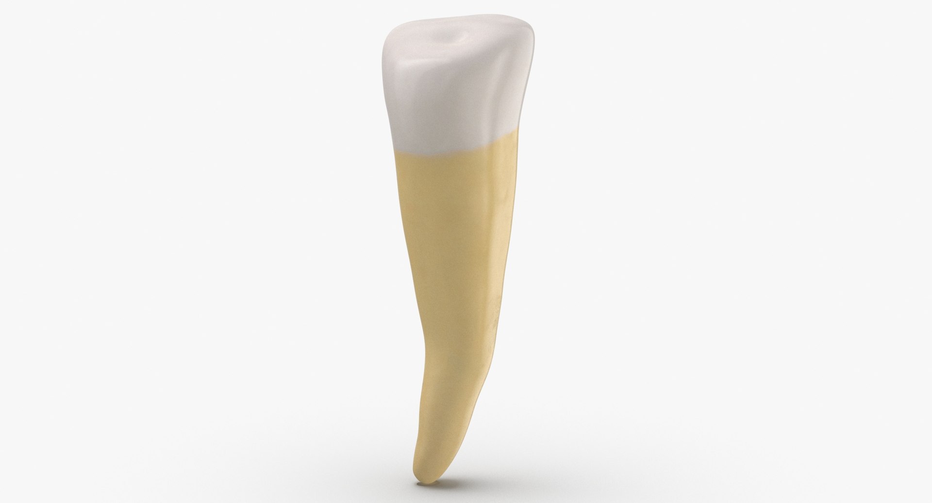 Second Premolar Lower Jaw 3D Model - TurboSquid 1573511