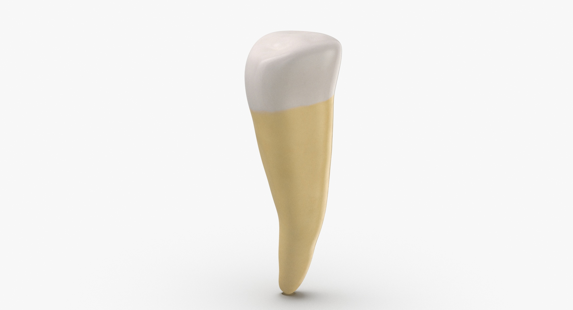 Second Premolar Lower Jaw 3D Model - TurboSquid 1573511