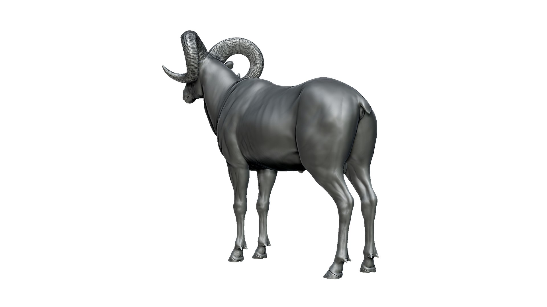 Argali 3D - TurboSquid 2278203