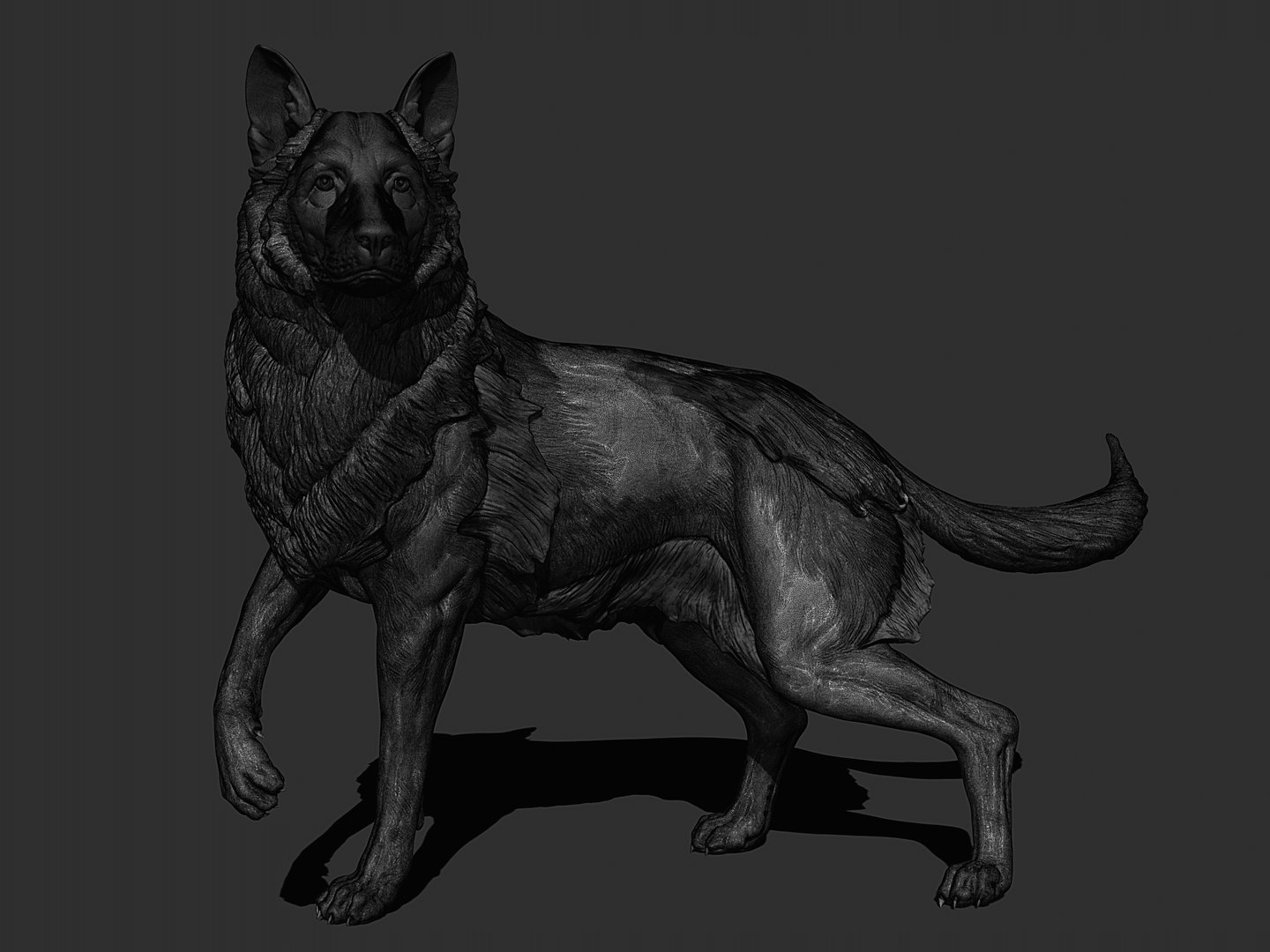 German Shepered 001 model - TurboSquid 2157280