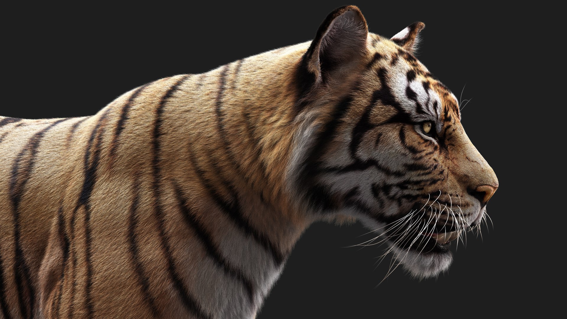 3D Model Bengal Tiger RIG Yeti - TurboSquid 2123936