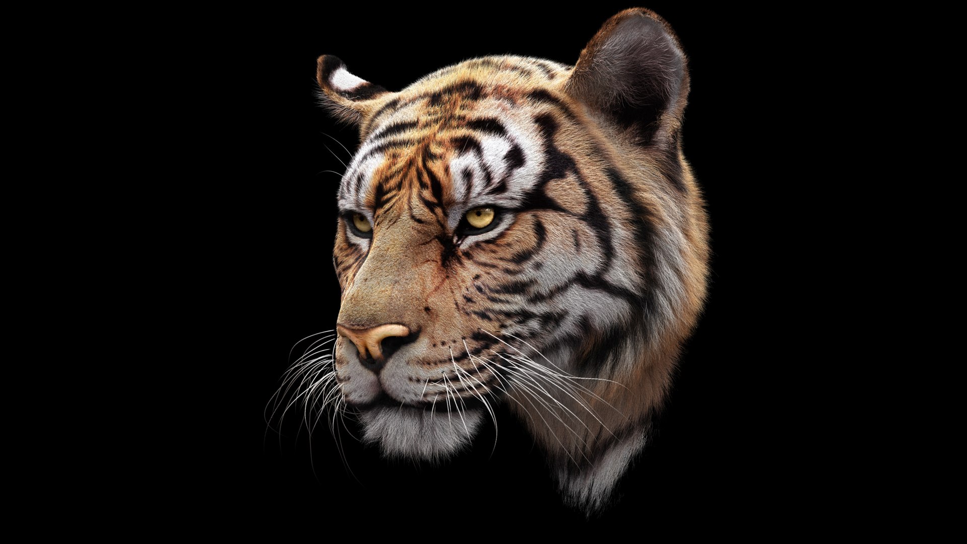 3D Model Bengal Tiger RIG Yeti - TurboSquid 2123936