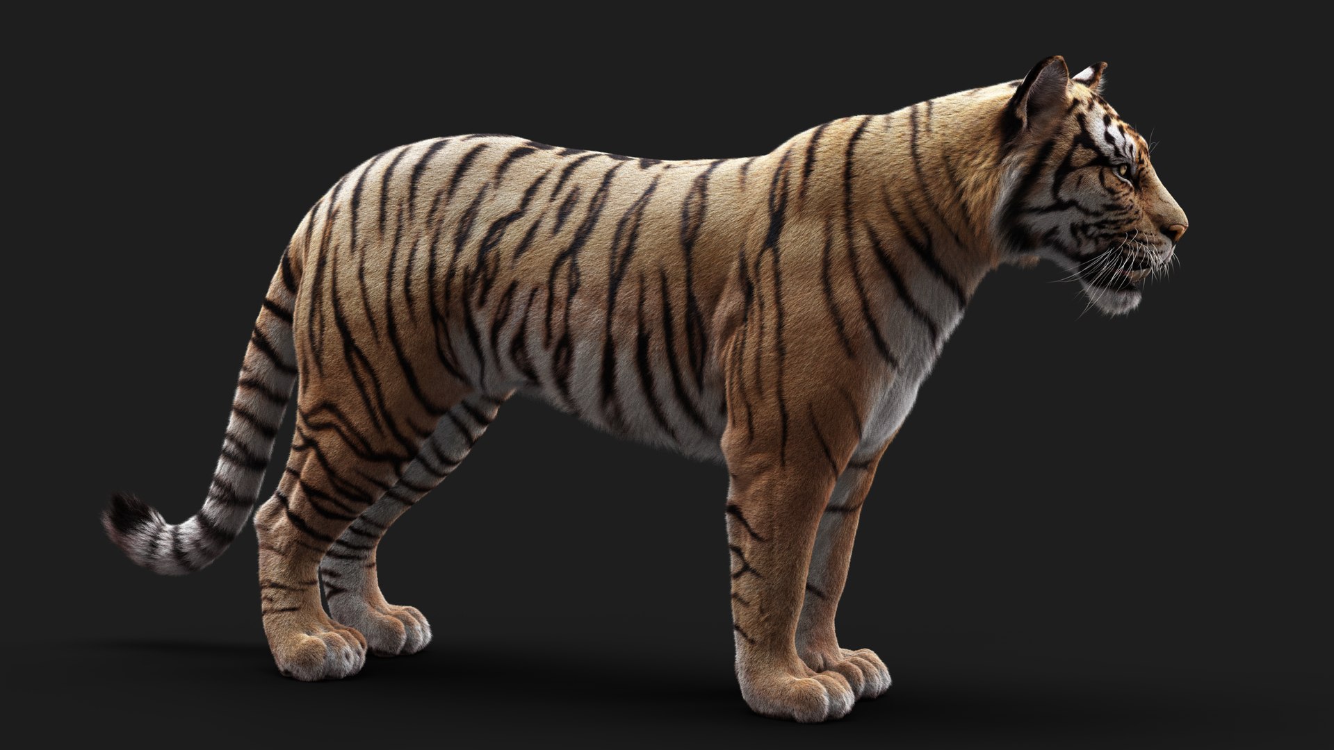 3D Model Bengal Tiger RIG Yeti - TurboSquid 2123936