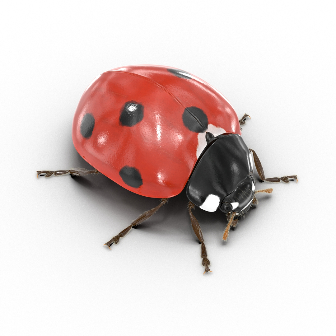 3d ladybug fur