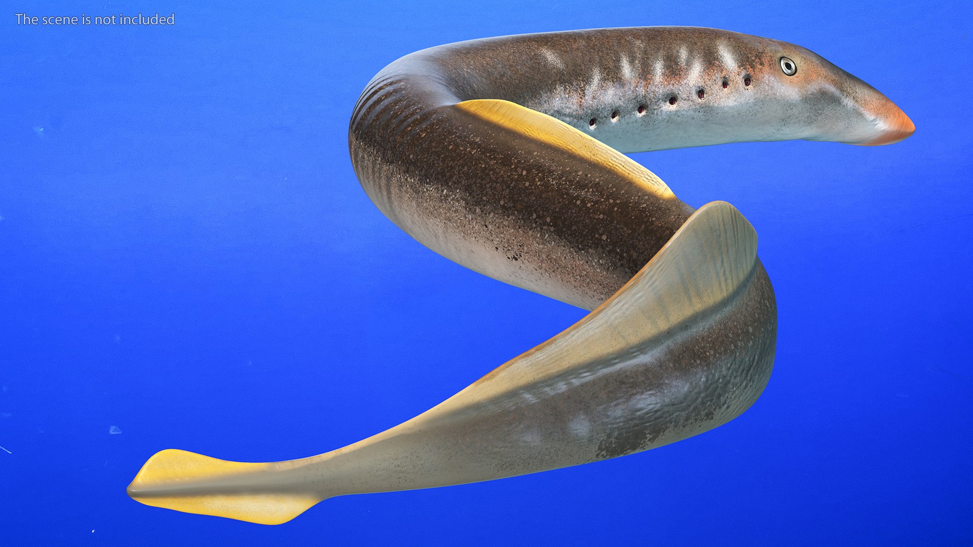 3D Model Lamprey Rigged - TurboSquid 2189674