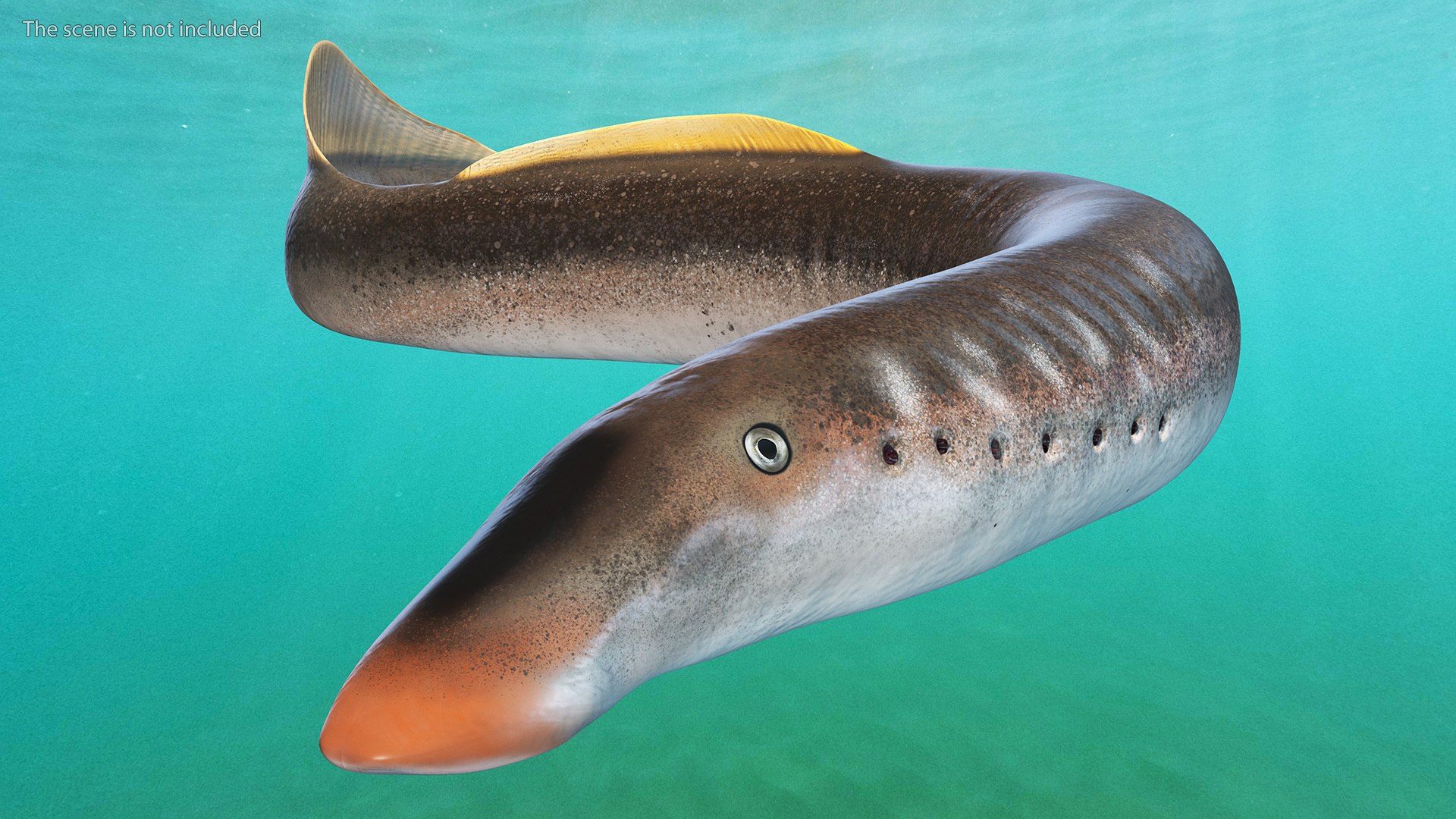 3D Model Lamprey Rigged - TurboSquid 2189674