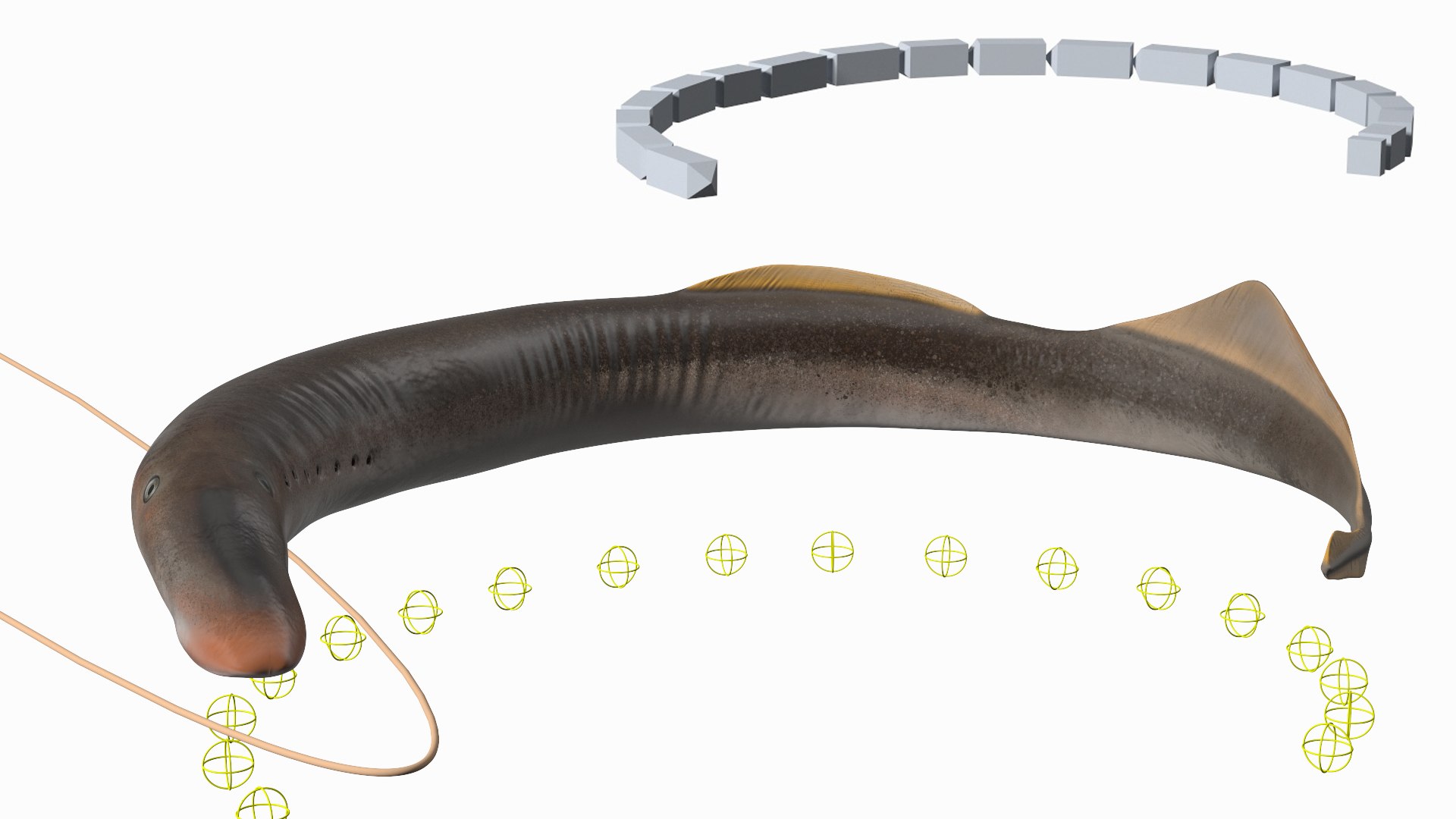 3D Model Lamprey Rigged - TurboSquid 2189674